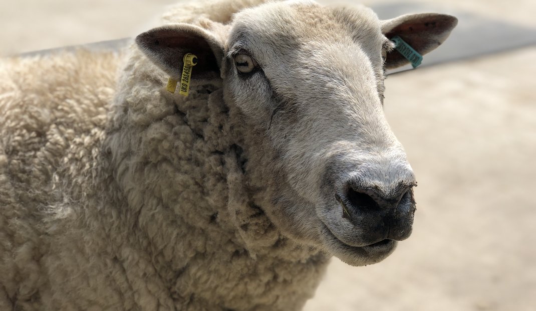 Meet the animals at Patchwork Farm | Chailey Heritage Foundation